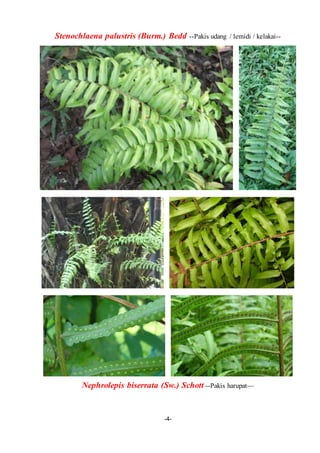 Photo gulma kelapa sawit | DOCX