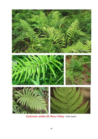 Photo gulma kelapa sawit | DOCX