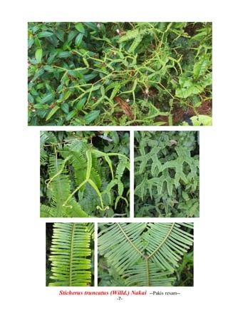 Photo gulma kelapa sawit | DOCX