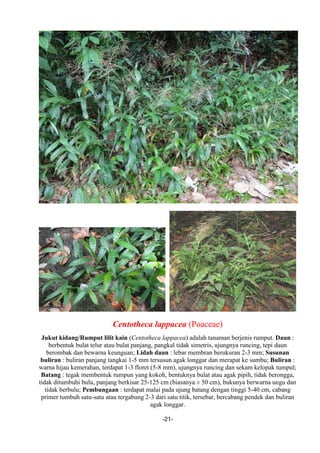 Photo Gulma Kelapa Sawit.pdf