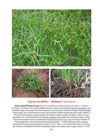 Photo Gulma Kelapa Sawit.pdf