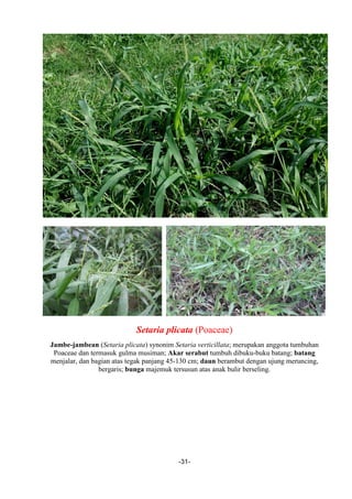 Photo Gulma Kelapa Sawit.pdf