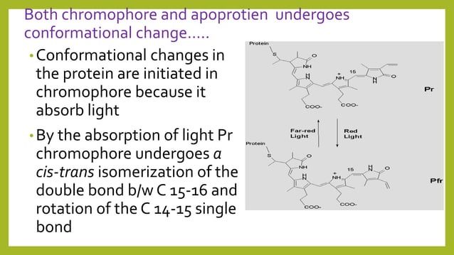 Photomorphogenesis | PPT