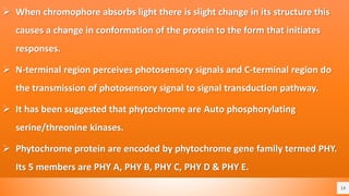 Photomorphogenesis by Vidan Biology | PPTX