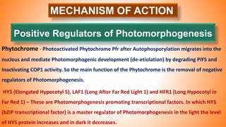 Photomorphogenesis by Vidan Biology | PPTX