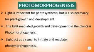 Photomorphogenesis by Vidan Biology | PPTX