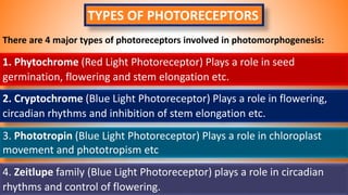 Photomorphogenesis by Vidan Biology | PPTX