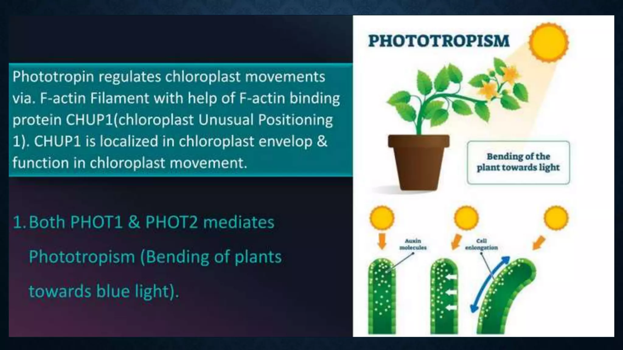 PHOTOMORPHOGENESIS | PPTX