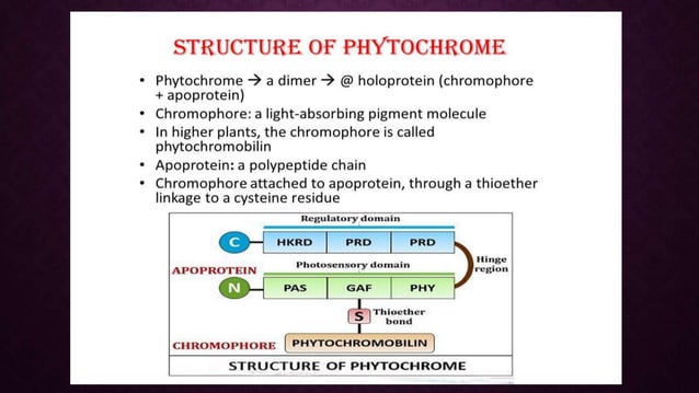 PHOTOMORPHOGENESIS | PPTX | Chemistry | Science