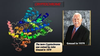 PHOTOMORPHOGENESIS | PPTX