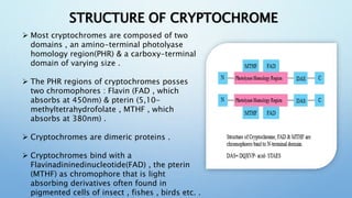 PHOTOMORPHOGENESIS | PPTX