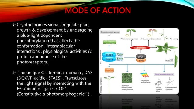 PHOTOMORPHOGENESIS | PPTX | Chemistry | Science