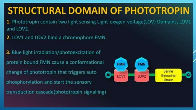PHOTOMORPHOGENESIS | PPTX | Chemistry | Science