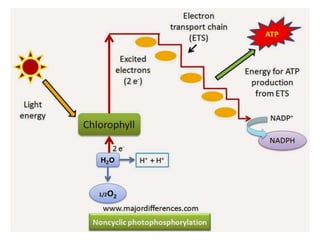 Photo oxidation of water and photophosphorylation | PPTX