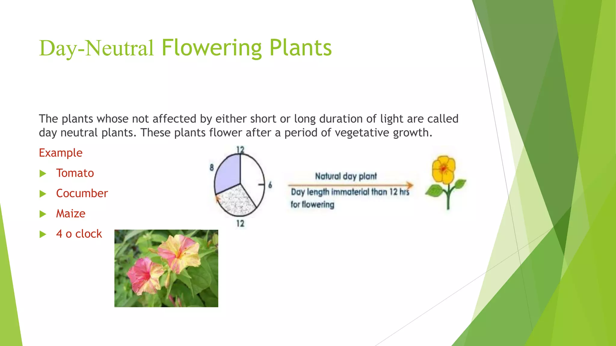 Photoperiodism | PPTX