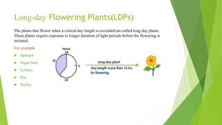 Photoperiodism | PPT