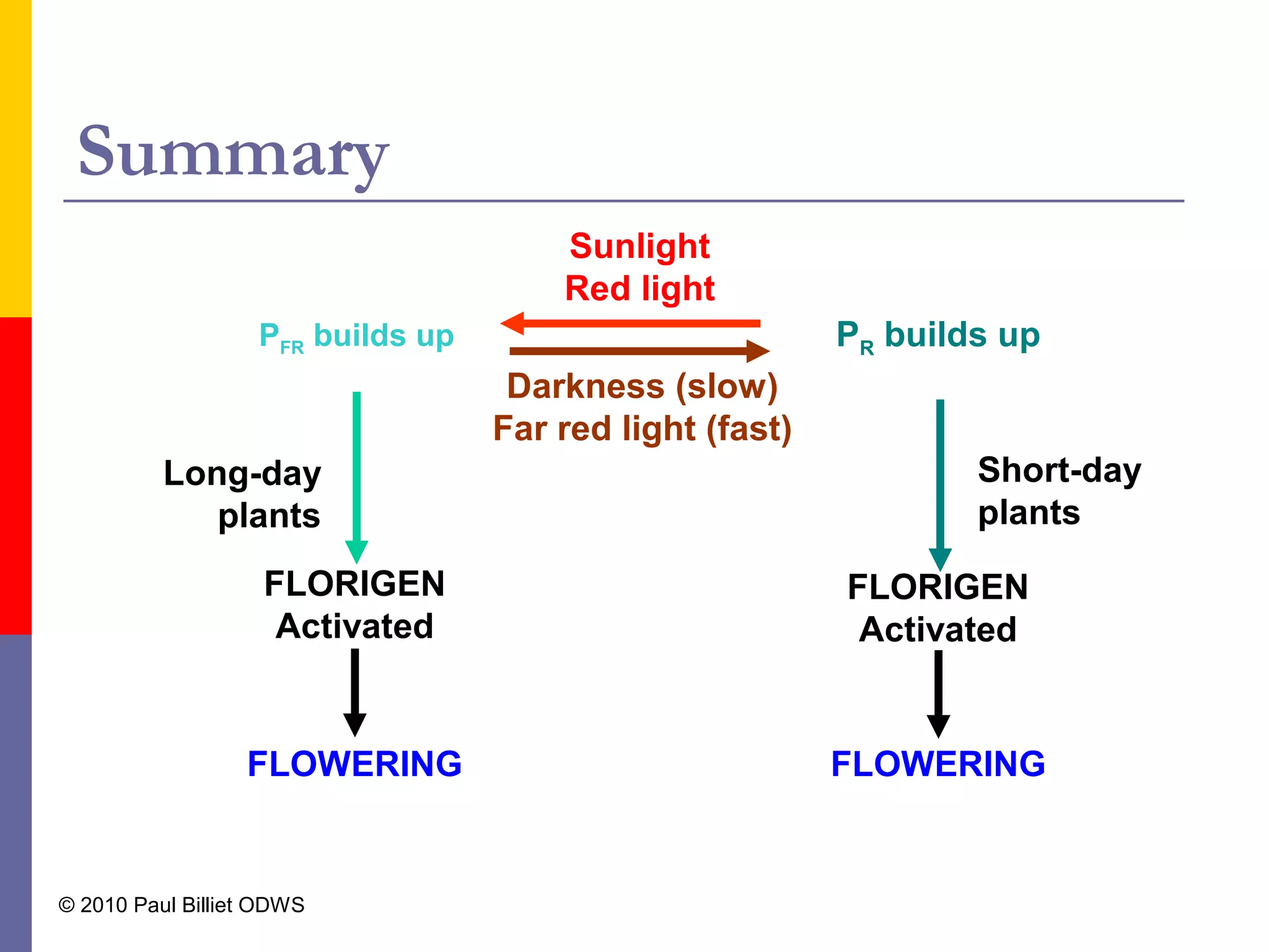 Photoperiodism | PPT