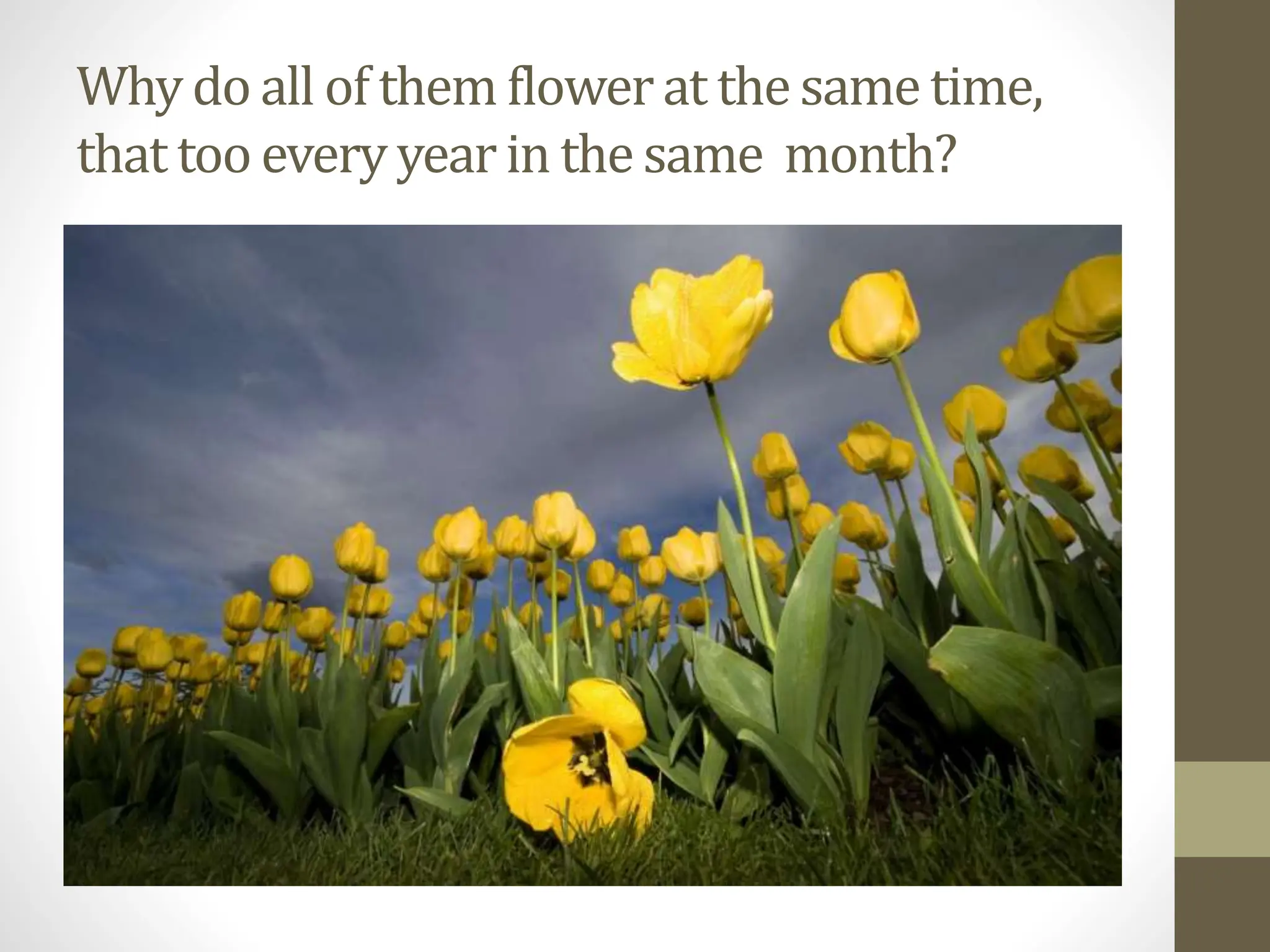 photoperiodism-170524144059. It's defination | PDF