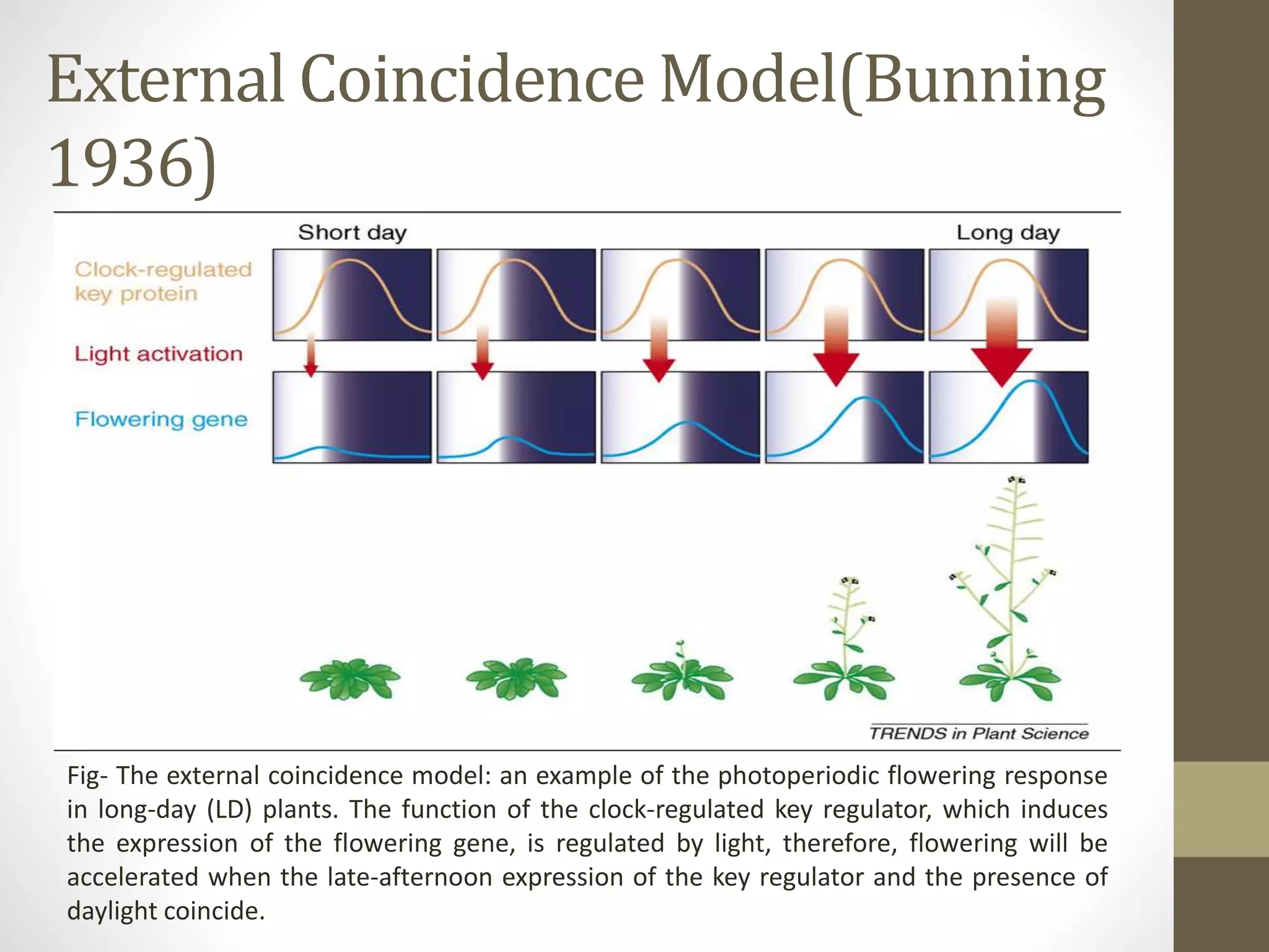 Photoperiodism | PPTX