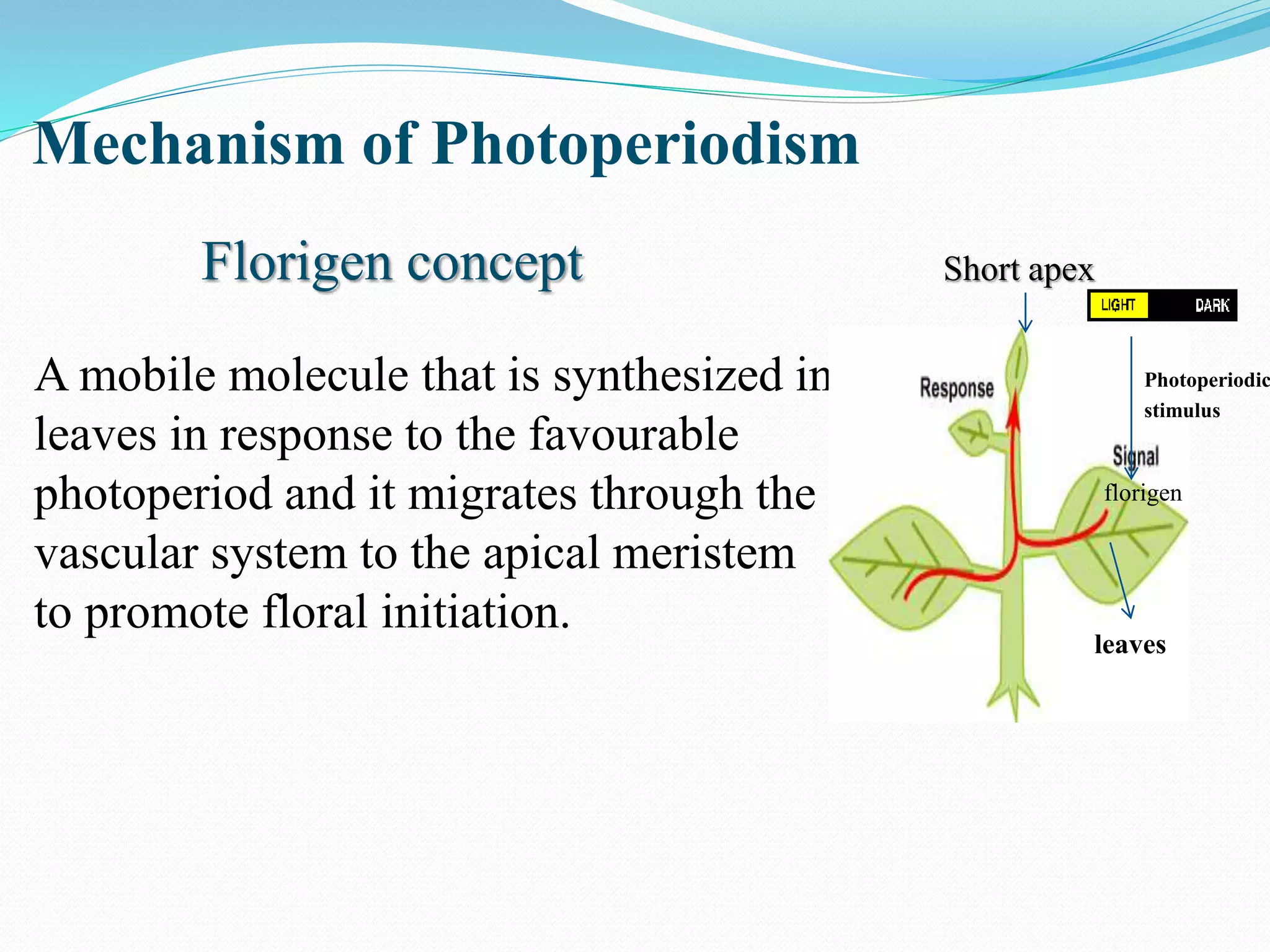Photoperiodism | PPTX