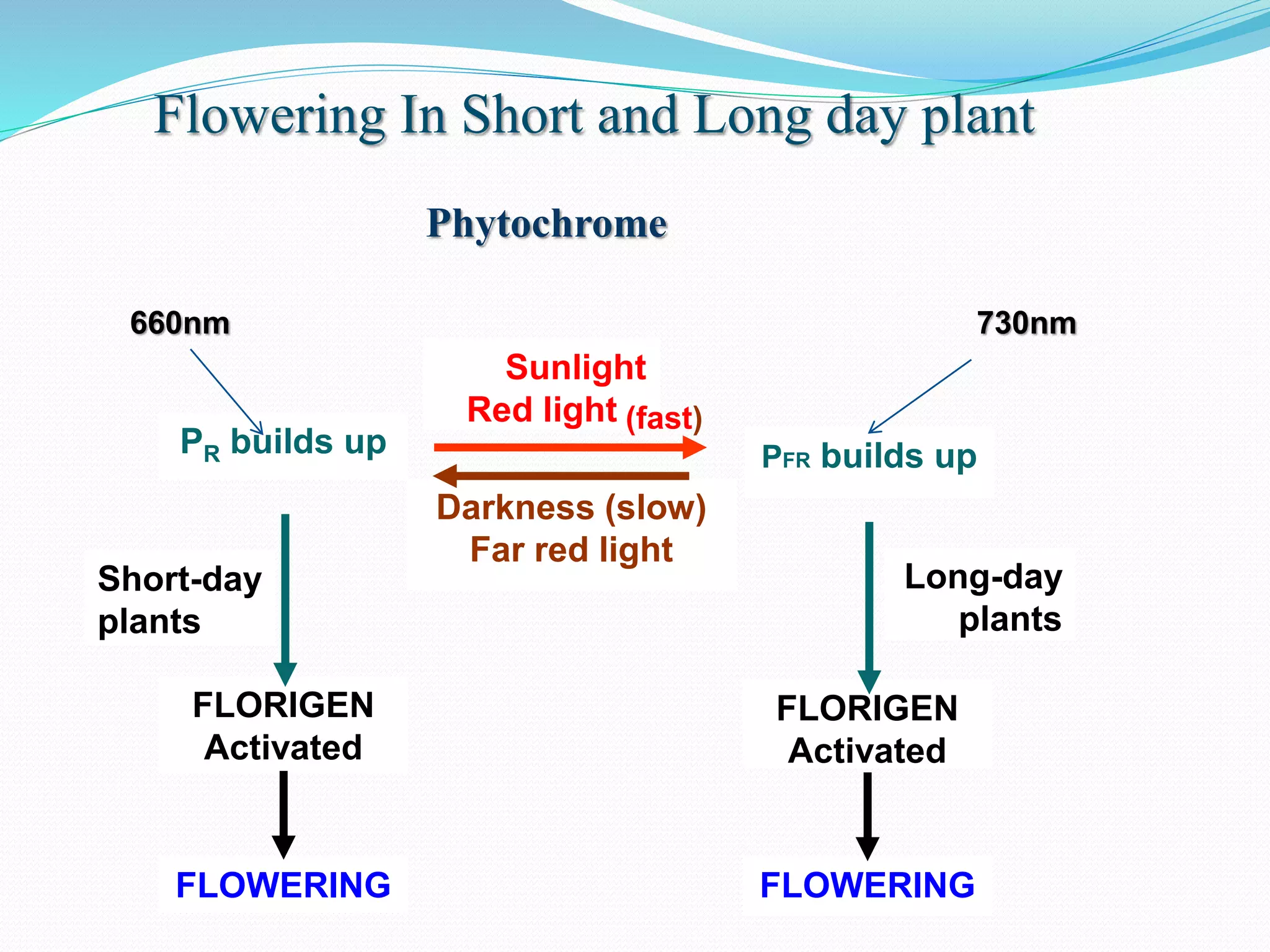 Photoperiodism | PPTX