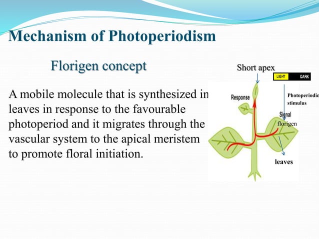 Photoperiodism | PPTX