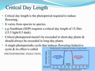 Photoperiodism | PPTX