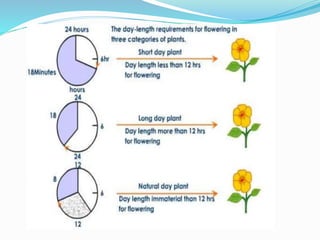 Photoperiodism | PPTX