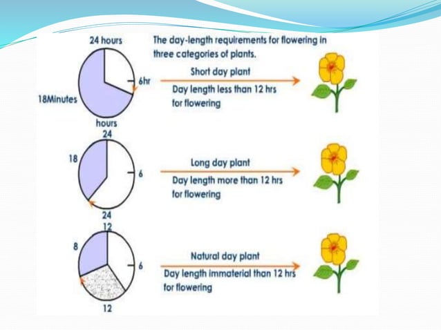 Photoperiodism | PPTX