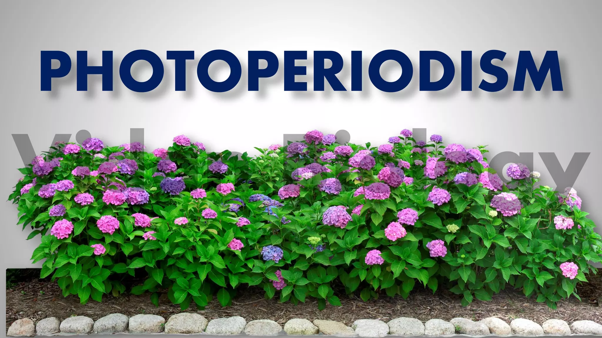 Photoperiodism Detail slide | PDF | Gardening | Home & Garden