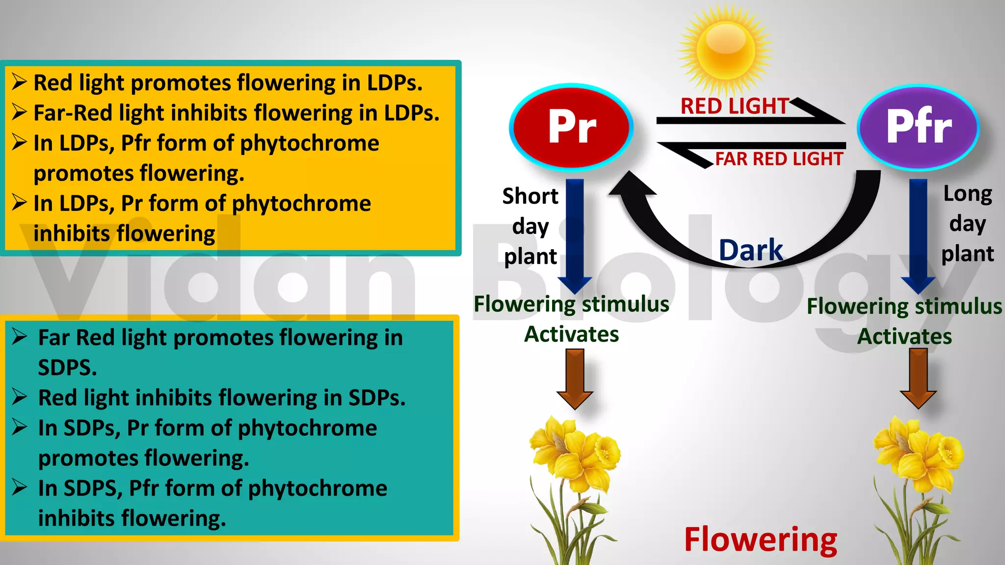 Photoperiodism Detail slide | PPT