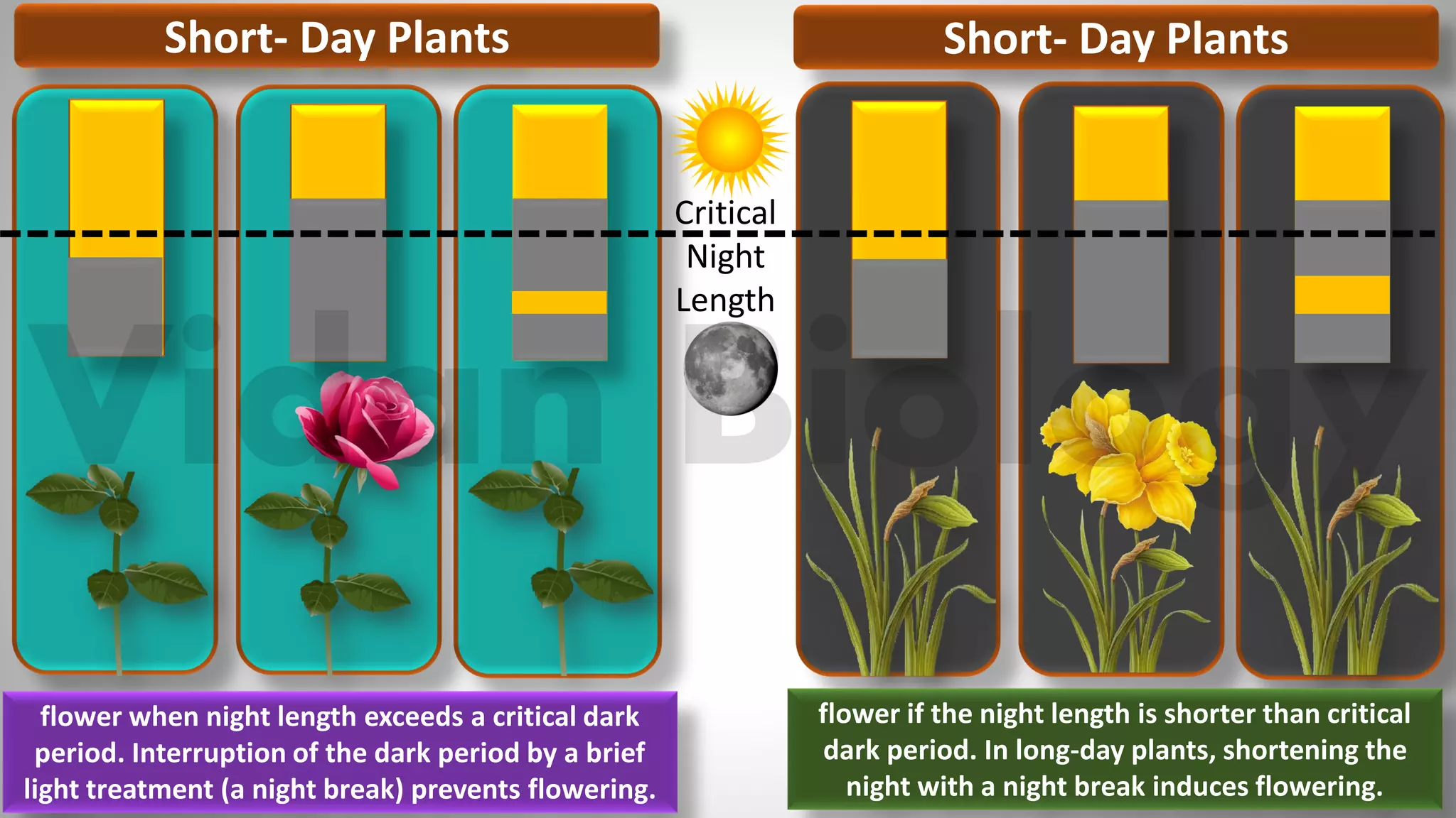 Photoperiodism Detail slide | PDF | Gardening | Home & Garden