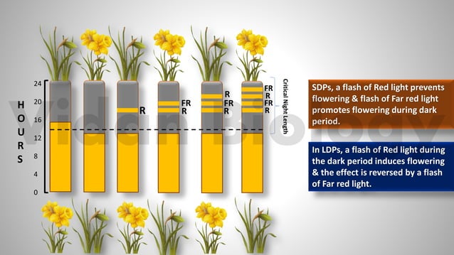Photoperiodism Detail slide | PPT