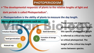Photoperiodism Detail slide | PDF | Gardening | Home & Garden