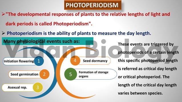Photoperiodism Detail slide | PPT