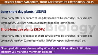 Photoperiodism Detail slide | PDF