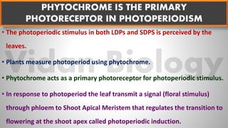 Photoperiodism Detail slide | PDF | Gardening | Home & Garden
