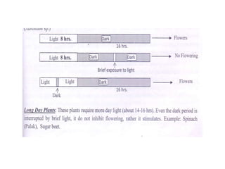 Photoperiodism | PPTX