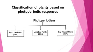 photoperiodism | PPTX