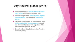 photoperiodism | PPTX