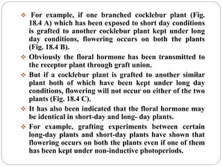 Photoperiodism - concept of florigen and role of phytochrome | PPTX
