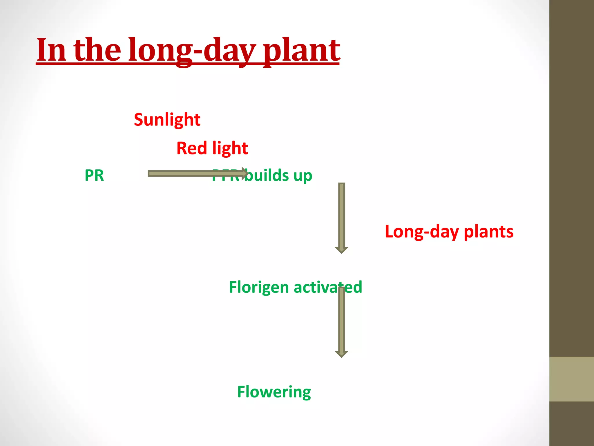 Photoperiodism and vernalization | PPTX