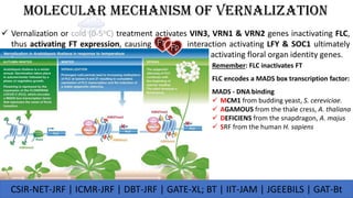Photoperiodism & Vernalization L1-3.pdf