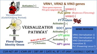Photoperiodism & Vernalization L1-3.pdf