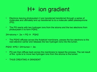 Photophosphorylation | PPT