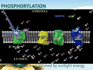 Photophosphorylation/Photosynthesis/Light reaction | PPTX
