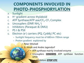 Photophosphorylation/Photosynthesis/Light reaction | PPTX