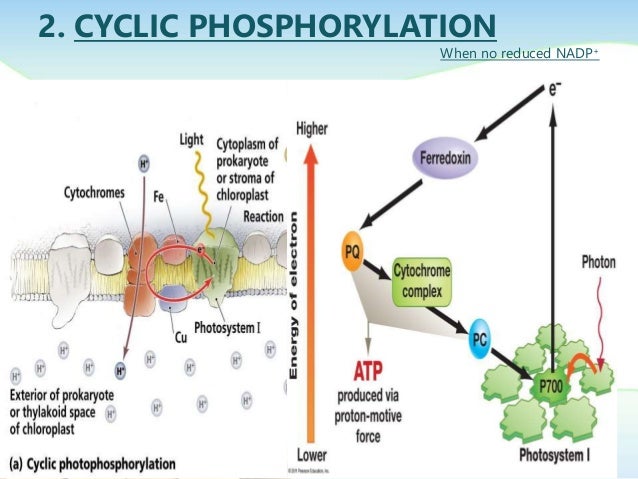 Non Cyclic Photophosphorylation Animation