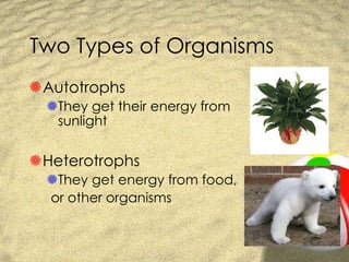 Photo presentation | PPT