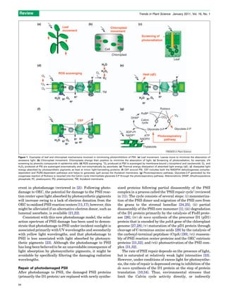 Photoprotection in plants | PDF
